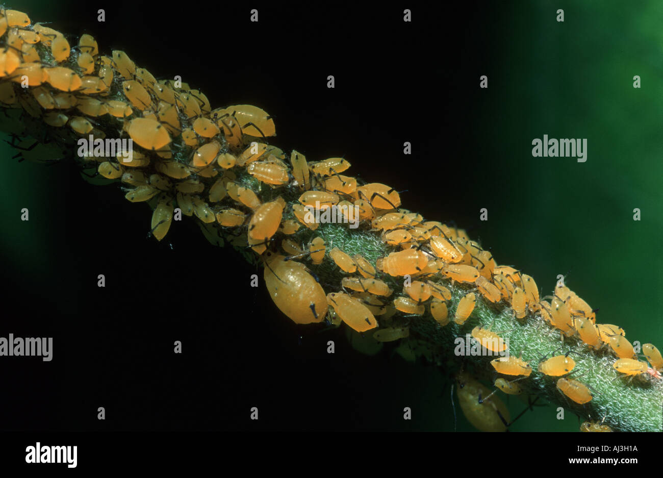 Orange plant lice Homoptera Aphidoidea on a stem Stock Photo - Alamy