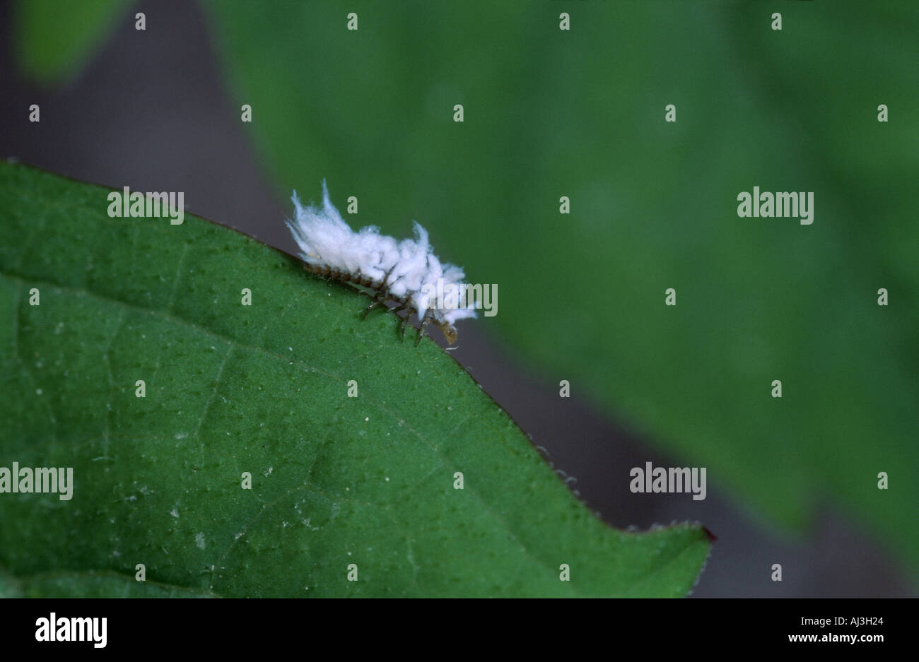 Pseudococcus hi-res stock photography and images - Alamy