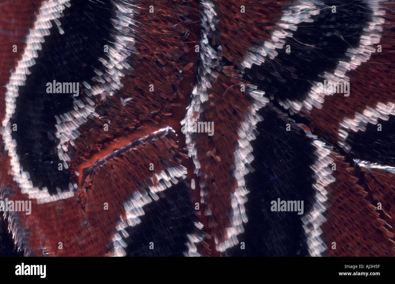 Detail of the wing of the butterfly Charaxes jasius (Nymphalidae Stock ...