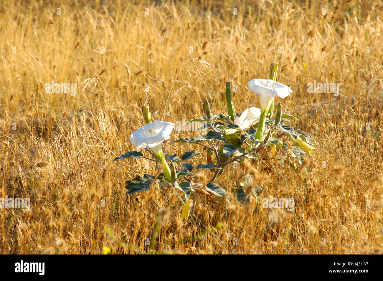 Poisonous Jimsonweeds In Dead Golden Grass Stock Photo - Alamy