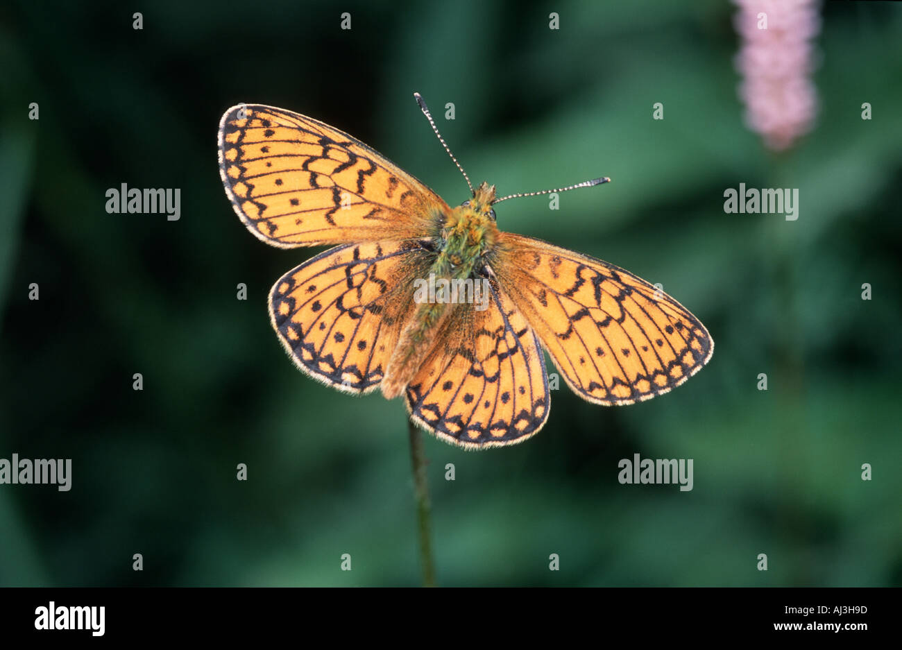 Wings extended hi-res stock photography and images - Alamy