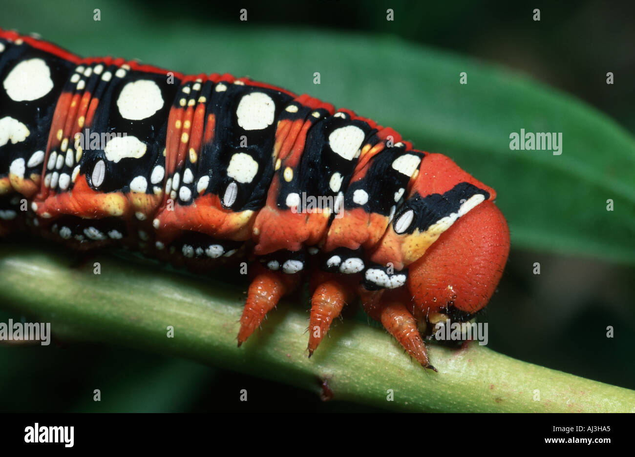 Larva of the Leafy Spurge Hawk moth Hyles euphorbiae Lepidoptera ...