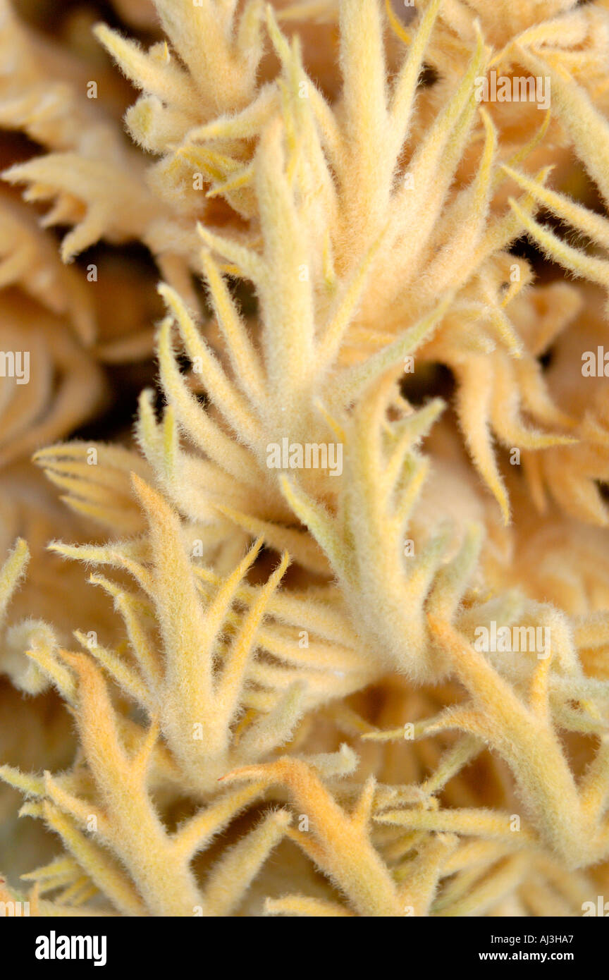 Sego palm hi-res stock photography and images - Alamy