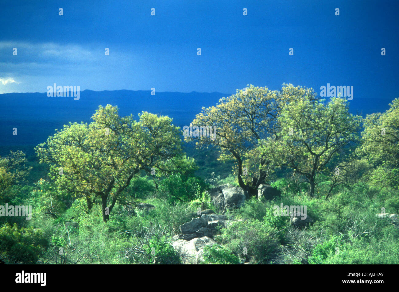 Northern argentina forest hi-res stock photography and images - Alamy