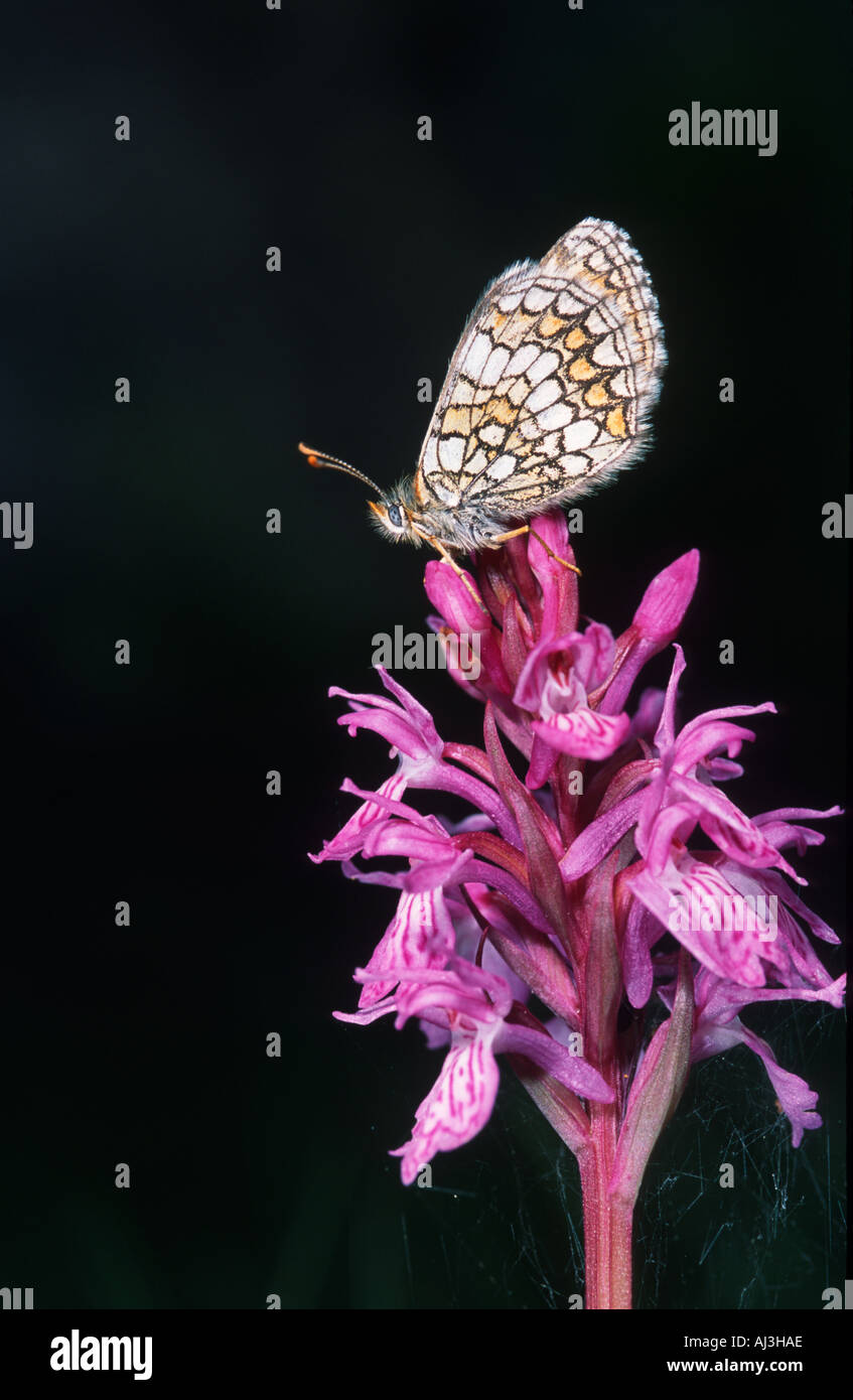 Top butterfly hi-res stock photography and images - Alamy