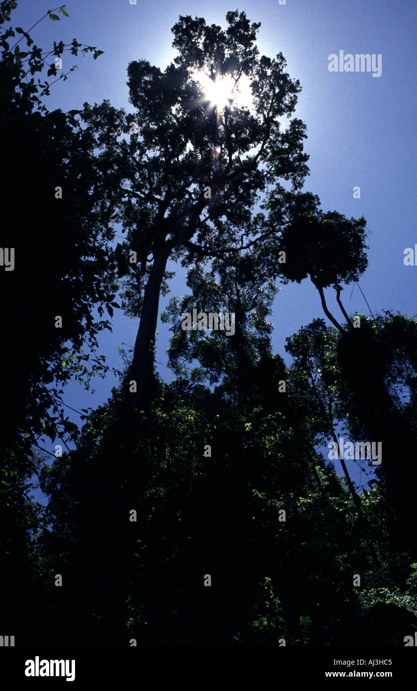 Riverine Forest, Victoria Nile Stock Photo - Alamy