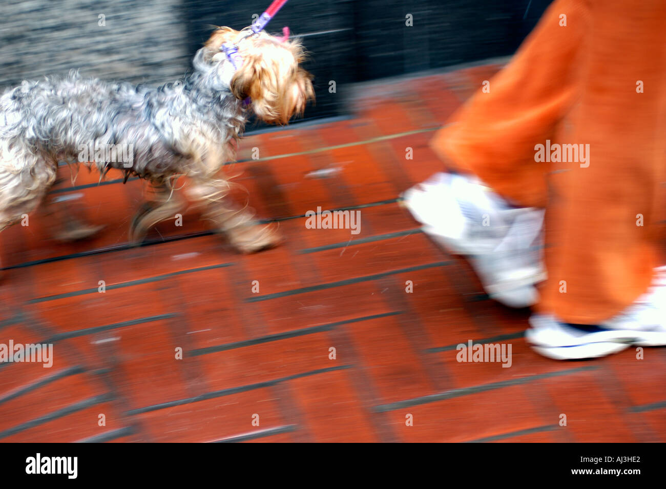Walking dog rain hi-res stock photography and images - Alamy