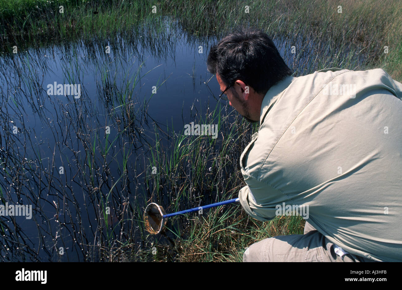 Environmental worker sampling pond for mosquito larvae and other ...