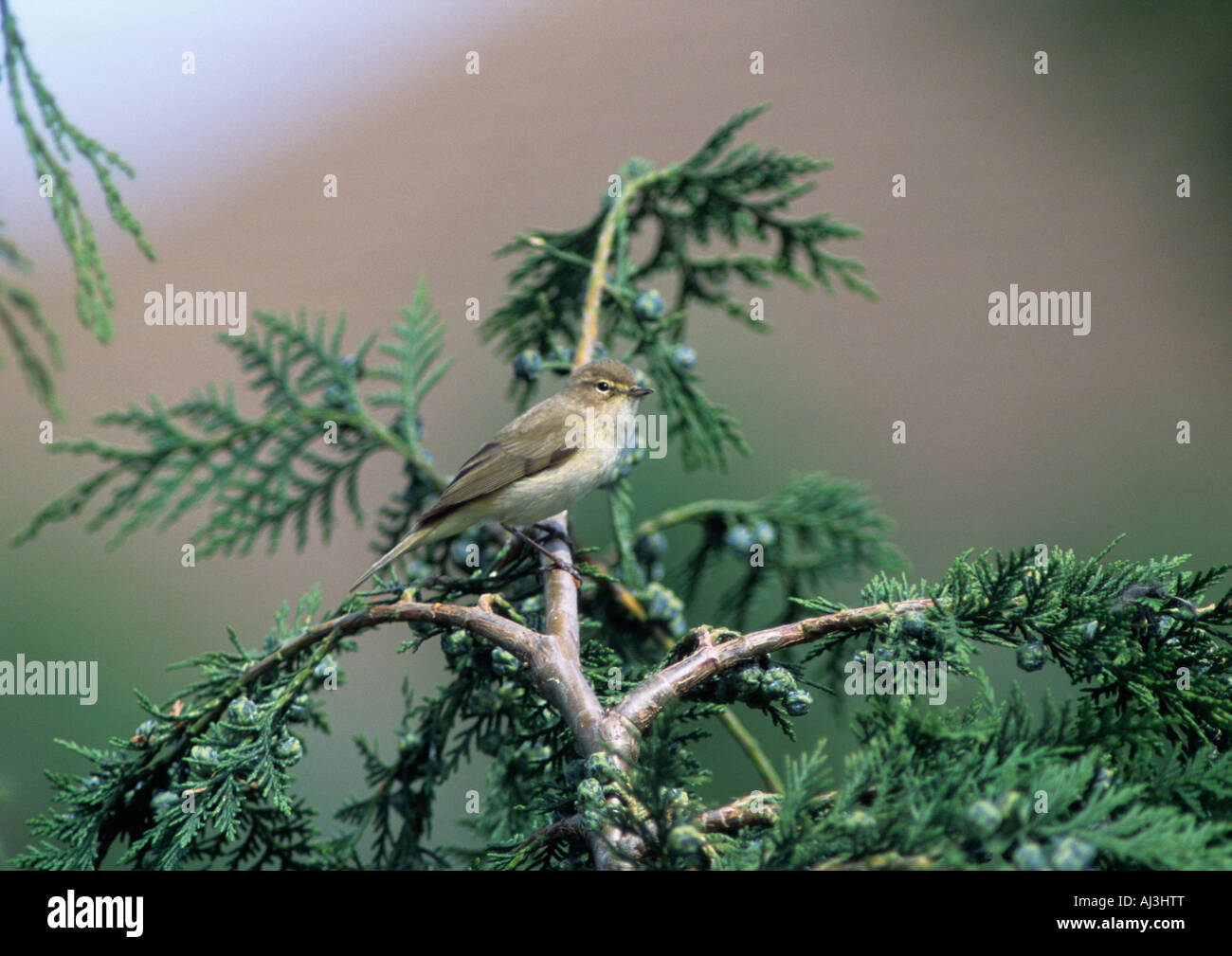 Chiff Chaff (Phylloscopus collybita Stock Photo - Alamy