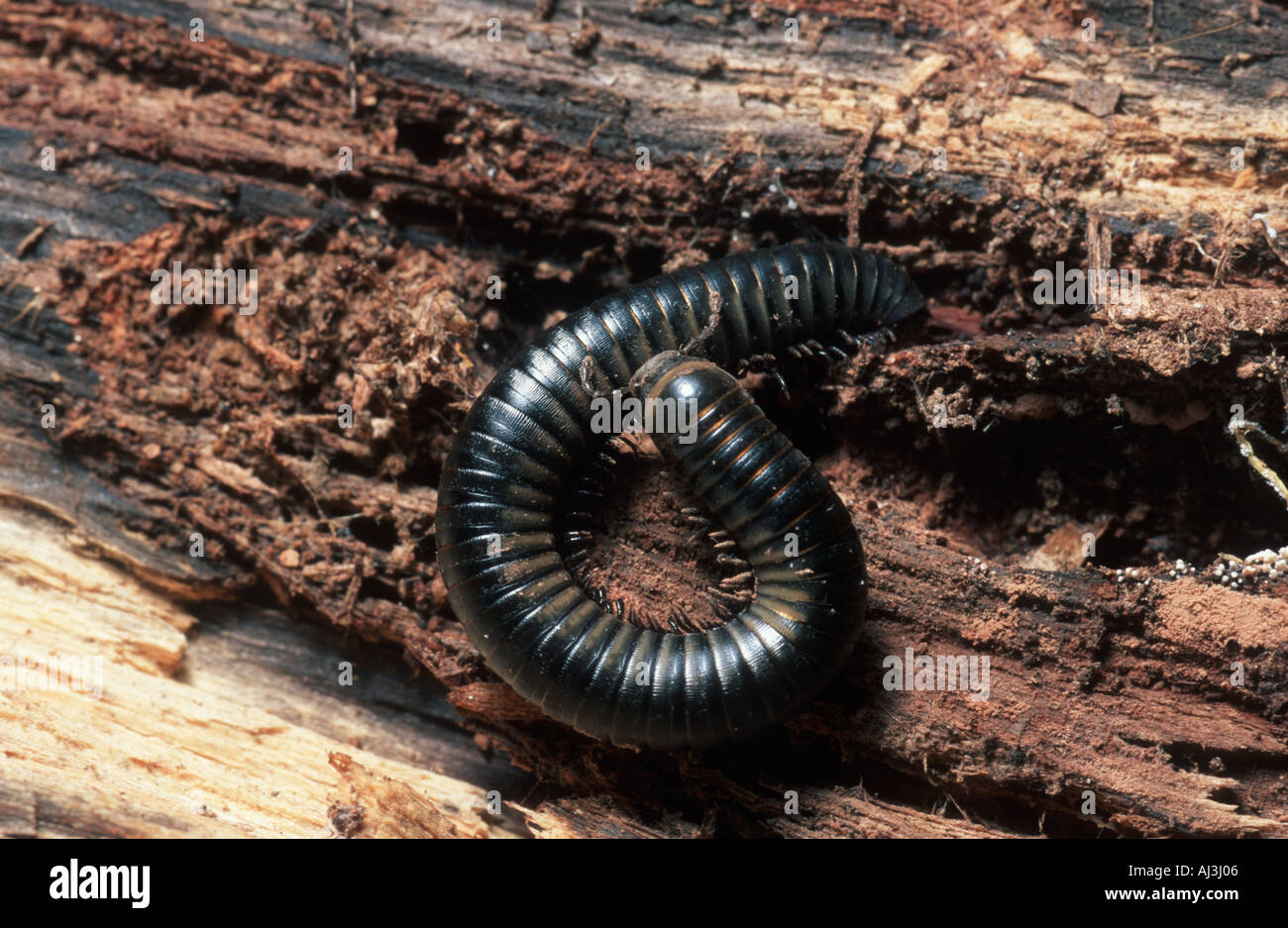 Millipede (Julus terrestris) on a piece of rotten wood Stock Photo - Alamy