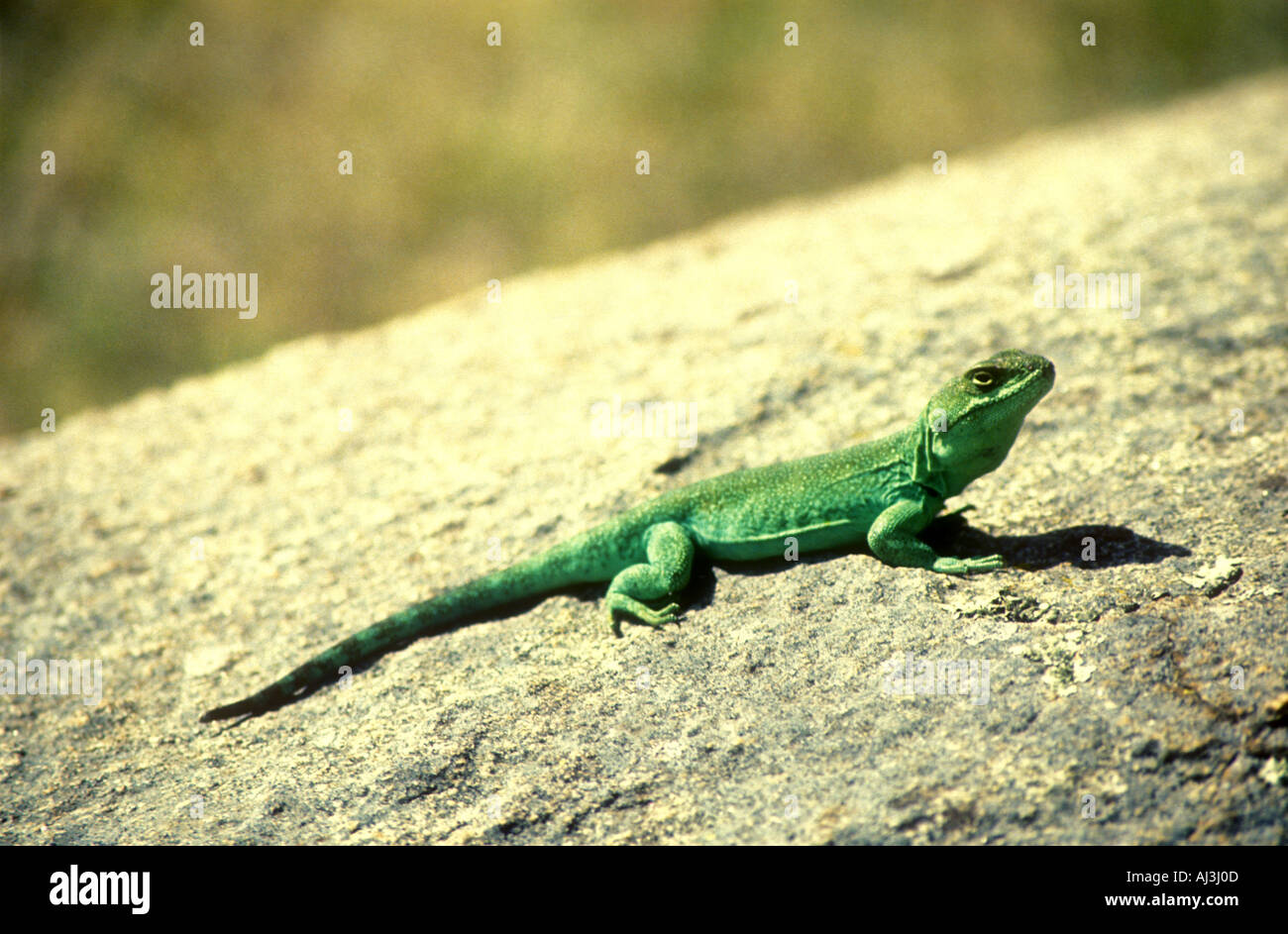 Pristidactylus achalensis endemic green lizard from high mountain ...