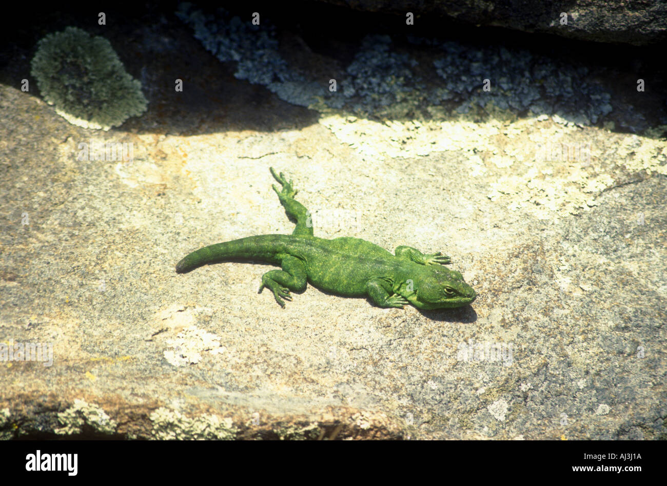 Pristidactylus achalensis endemic green lizard in mountain grasslands ...