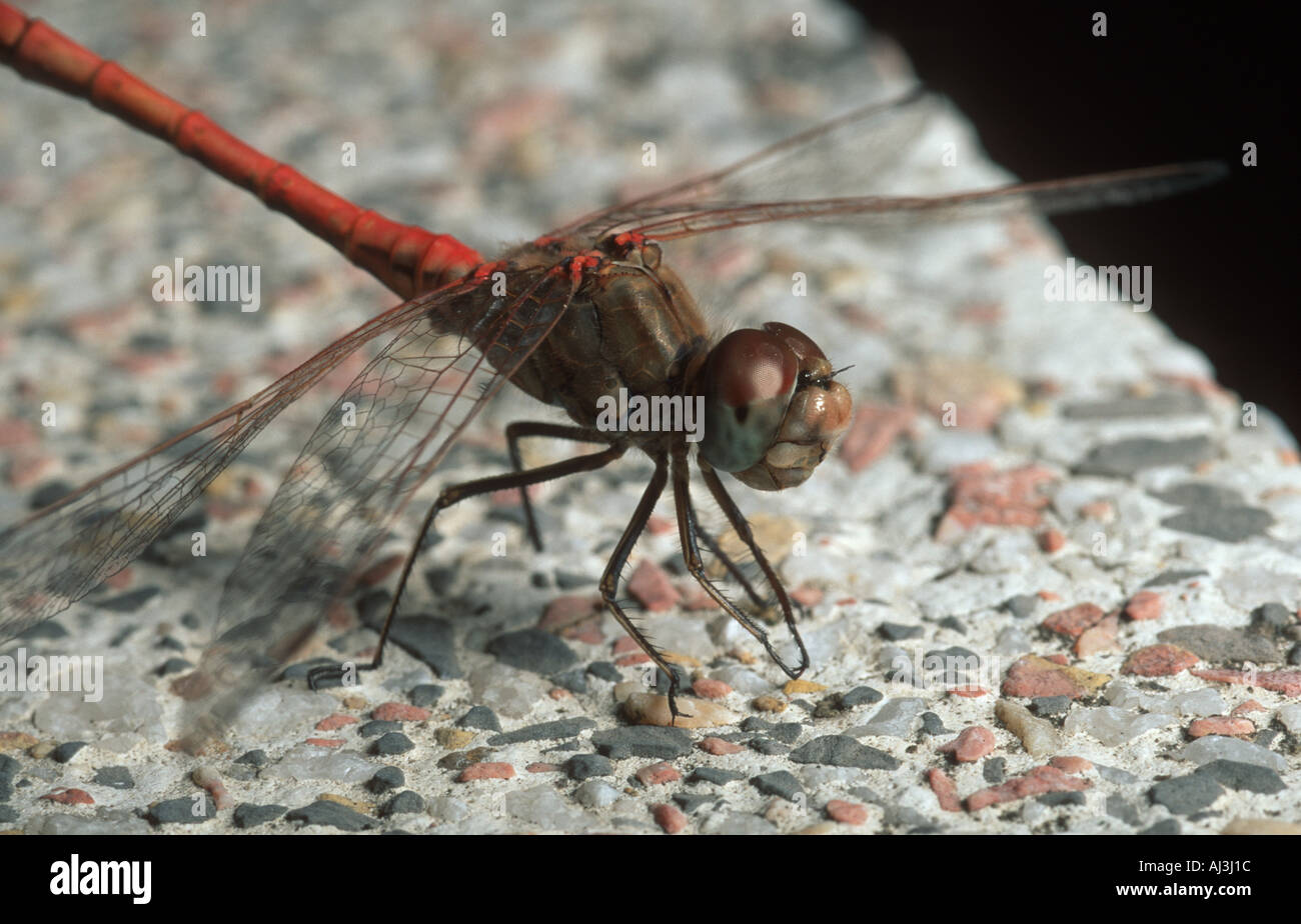 Sympetrum spp hi-res stock photography and images - Alamy