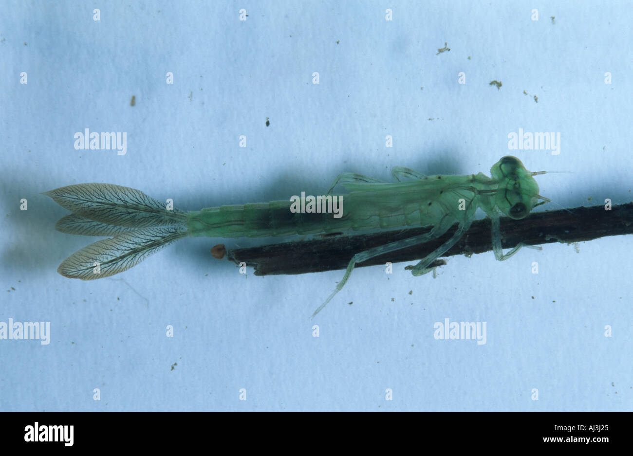 Damselfly larva underwater Stock Photo - Alamy