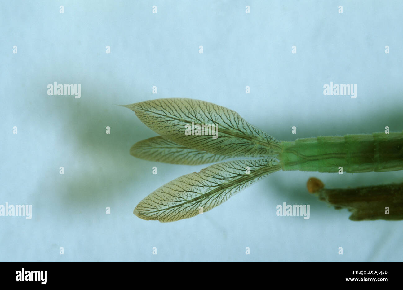 Damselfly larva underwater; detail of the branchiae Stock Photo - Alamy