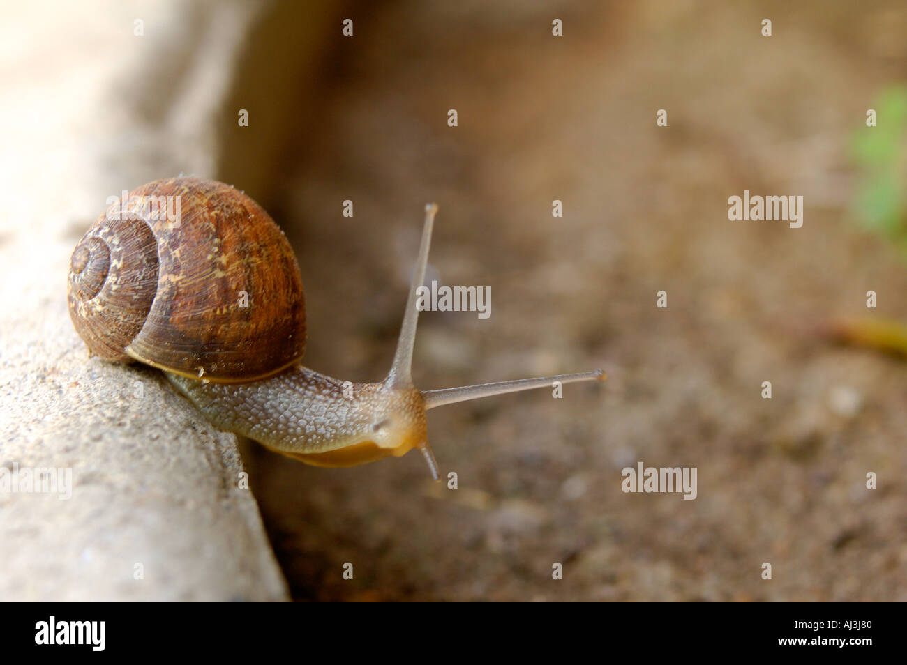 Snail Hanging Over Edge Stock Photo - Alamy