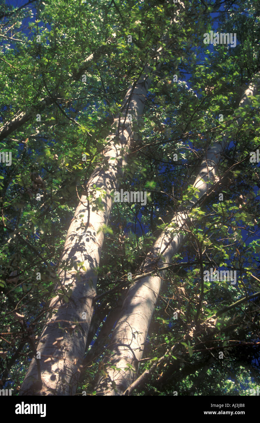 Poplar trees planted outside their natural range in central Argentina ...