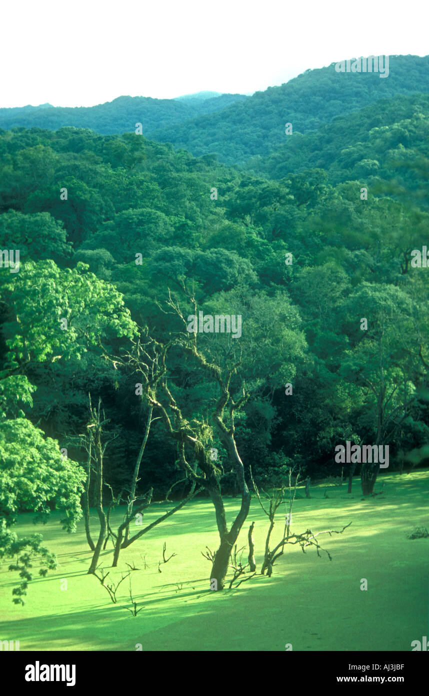 Chaco argentina forest hi-res stock photography and images - Alamy