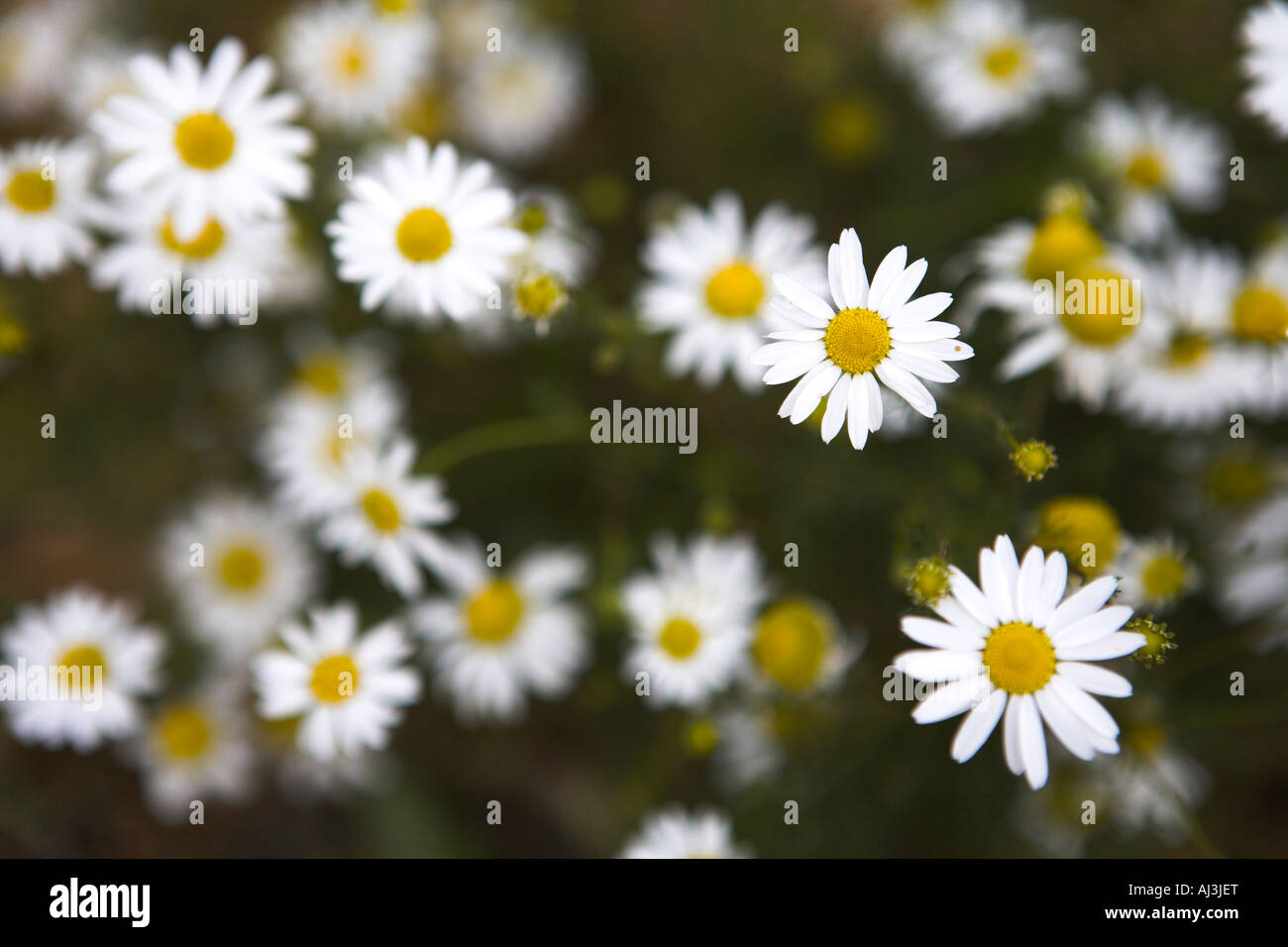 Wild daisies growing in a Dorset field Stock Photo - Alamy