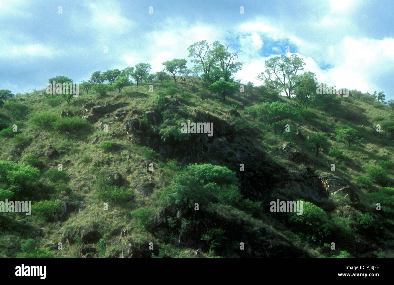Chaco argentina forest hi-res stock photography and images - Alamy