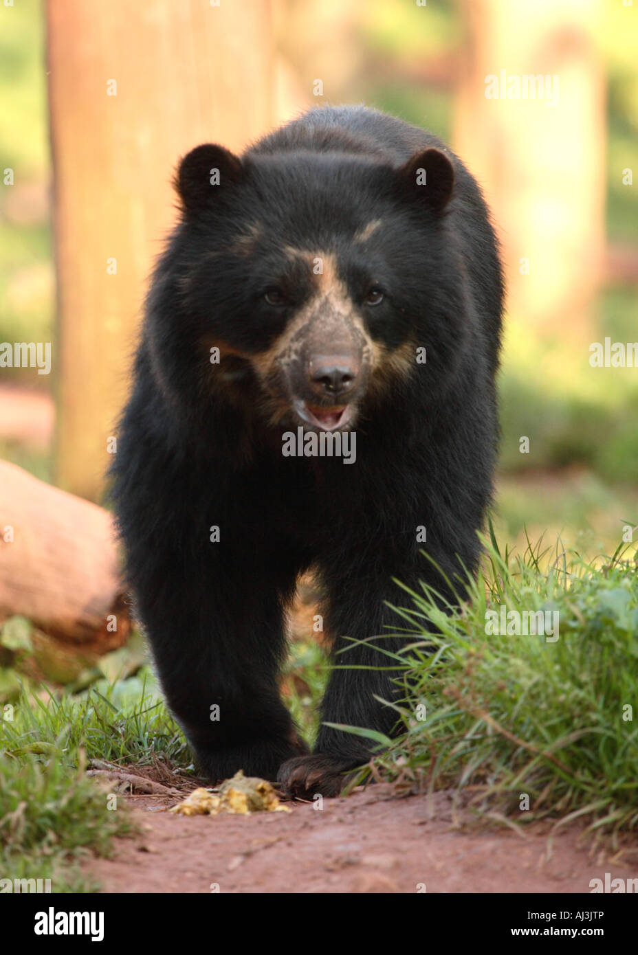 Spectacled bear peru hi-res stock photography and images - Alamy