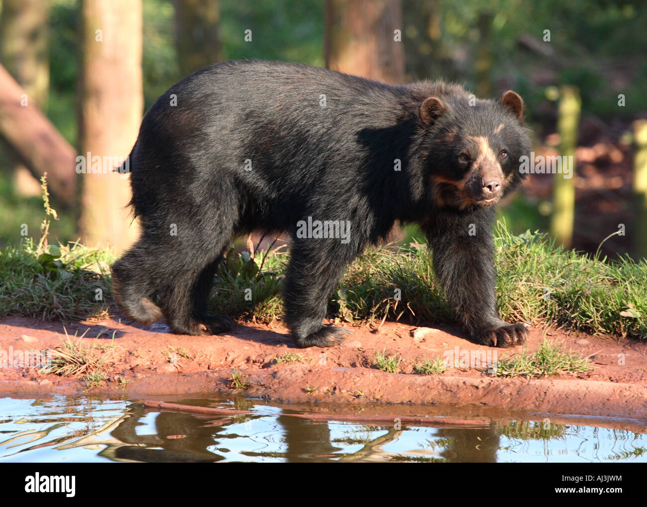Spectacled bear peru hi-res stock photography and images - Alamy