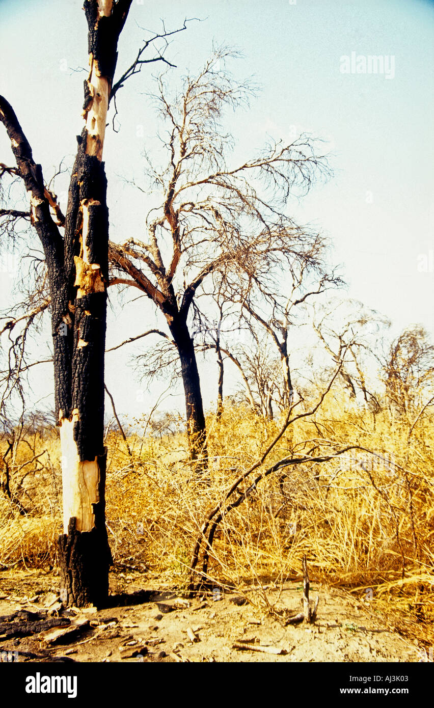 Quebracho tree hi-res stock photography and images - Alamy
