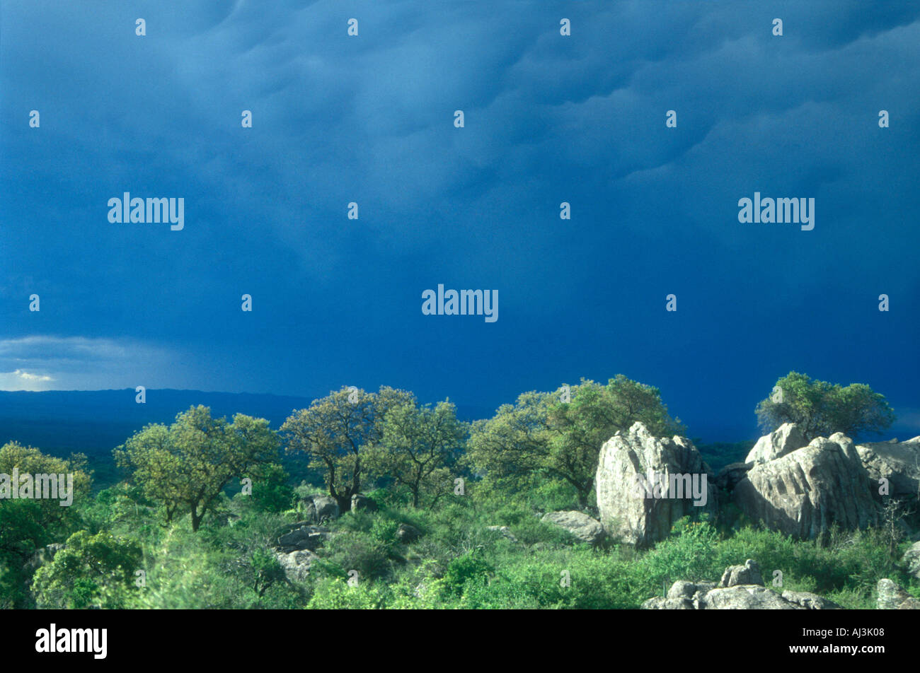 Chaco argentina forest hi-res stock photography and images - Alamy