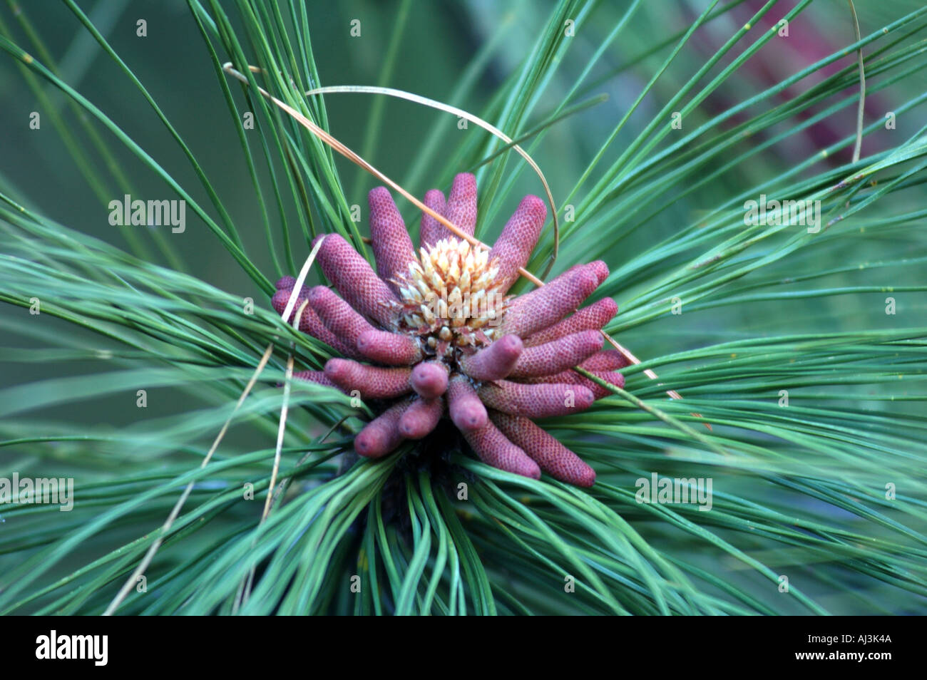 Flowering Native Pine Tree Stock Photo - Alamy