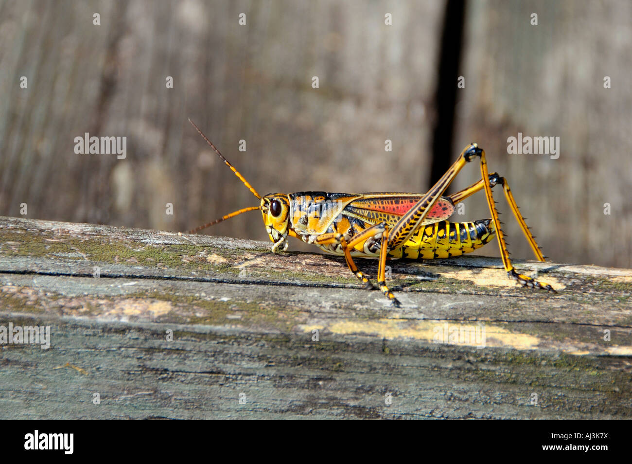 grasshopper on a fence Stock Photo - Alamy