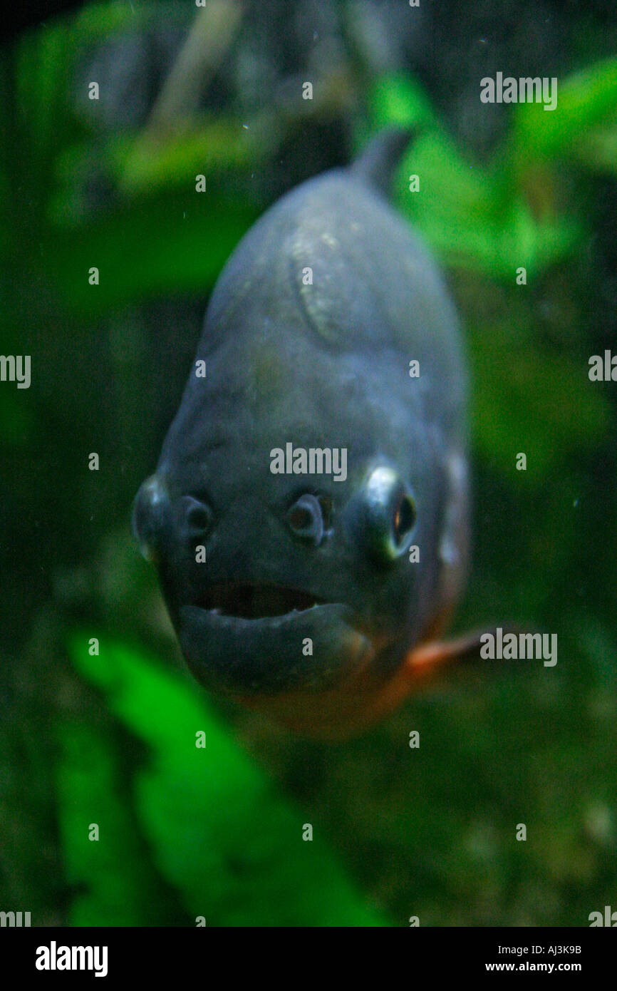 Piranha fish swimming in a river looking at the camera Stock Photo - Alamy
