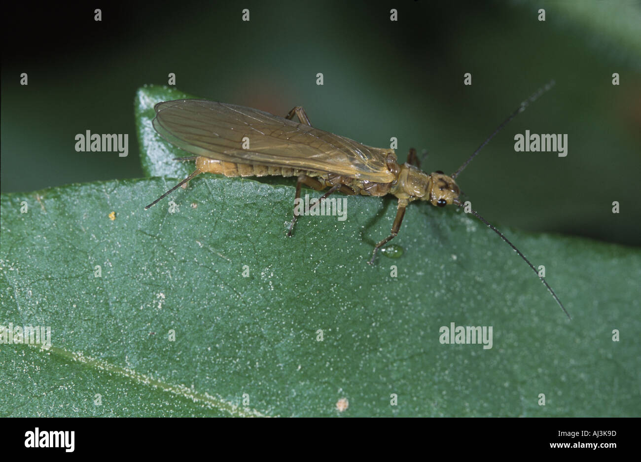 Adult Stonefly Plecoptera Isoperla grammatica Stock Photo - Alamy
