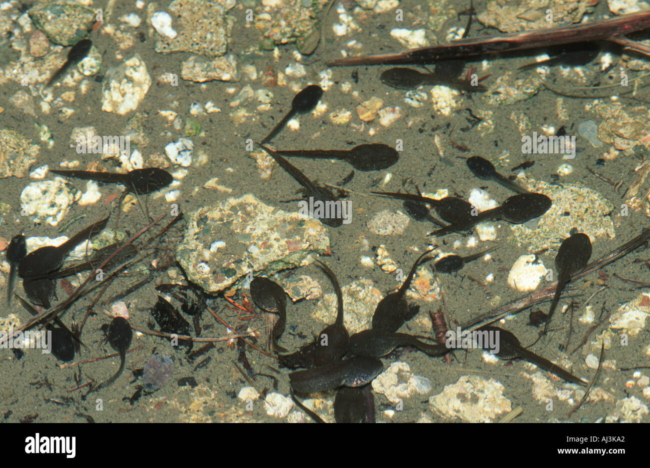 Pyrenees frog hi-res stock photography and images - Alamy