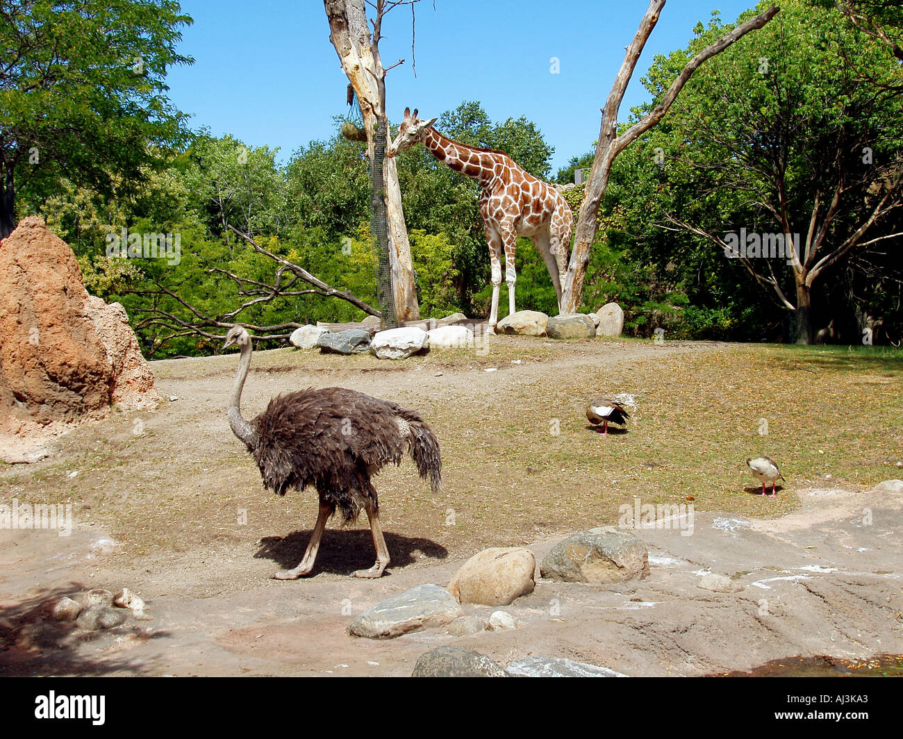 Giraffe and Ostrich Stock Photo - Alamy