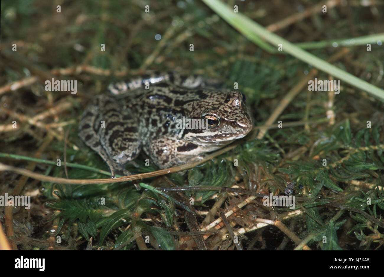 Pyrenees frog hi-res stock photography and images - Alamy