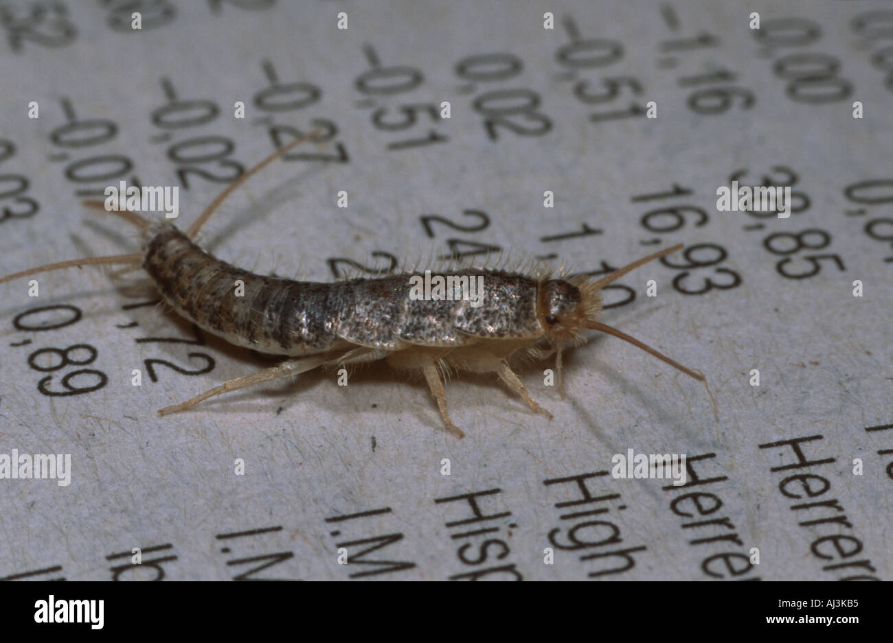 Lepisma saccharina primitive insect on hi-res stock photography and ...