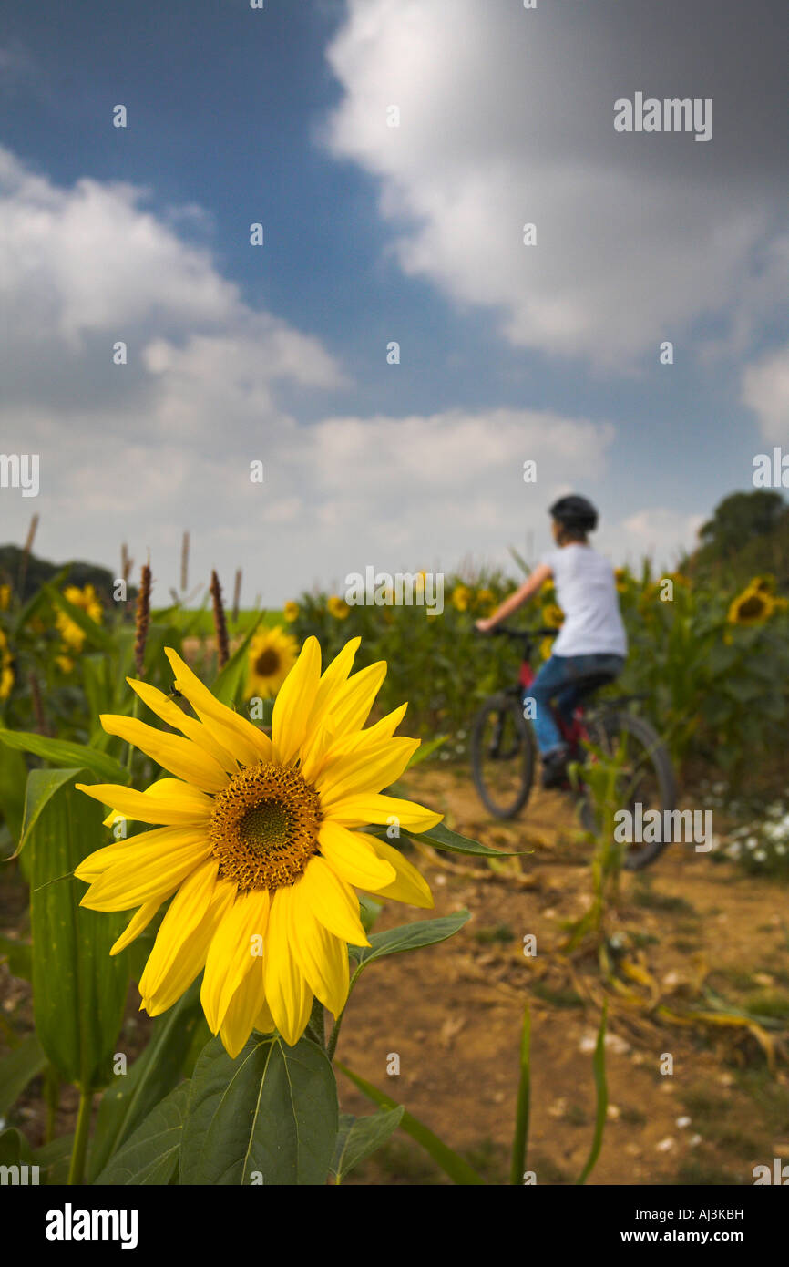 Cyclist rides along an off-road track through a field of sunflowers ...