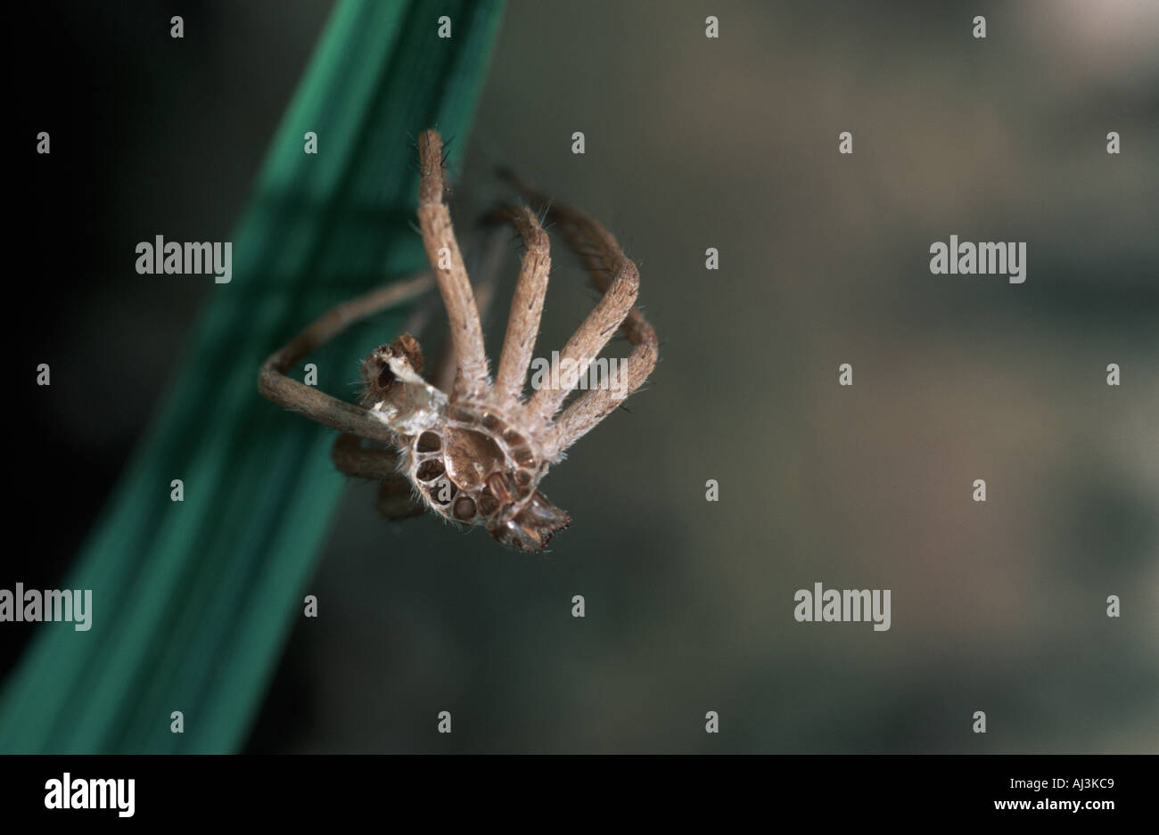 Spider exuvia empty skin after moulting Stock Photo - Alamy