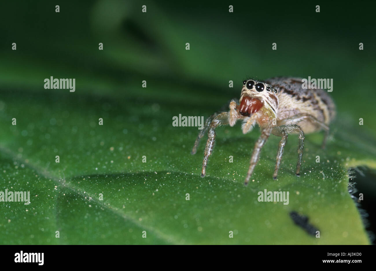Jumping spider family Salticidae portrait Stock Photo - Alamy