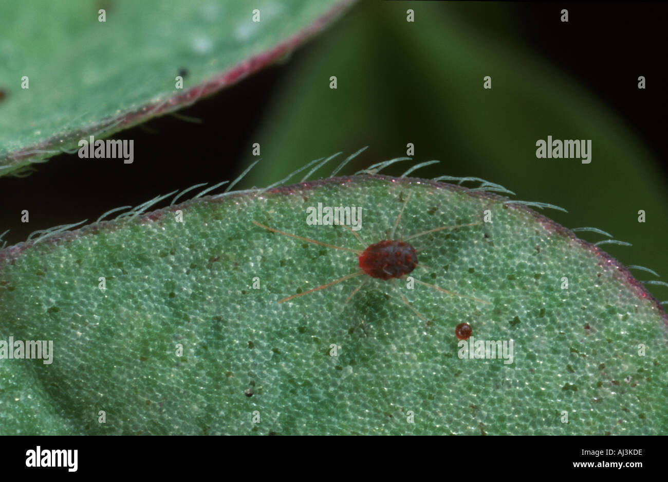 red spider mite Tetranychidae Stock Photo - Alamy