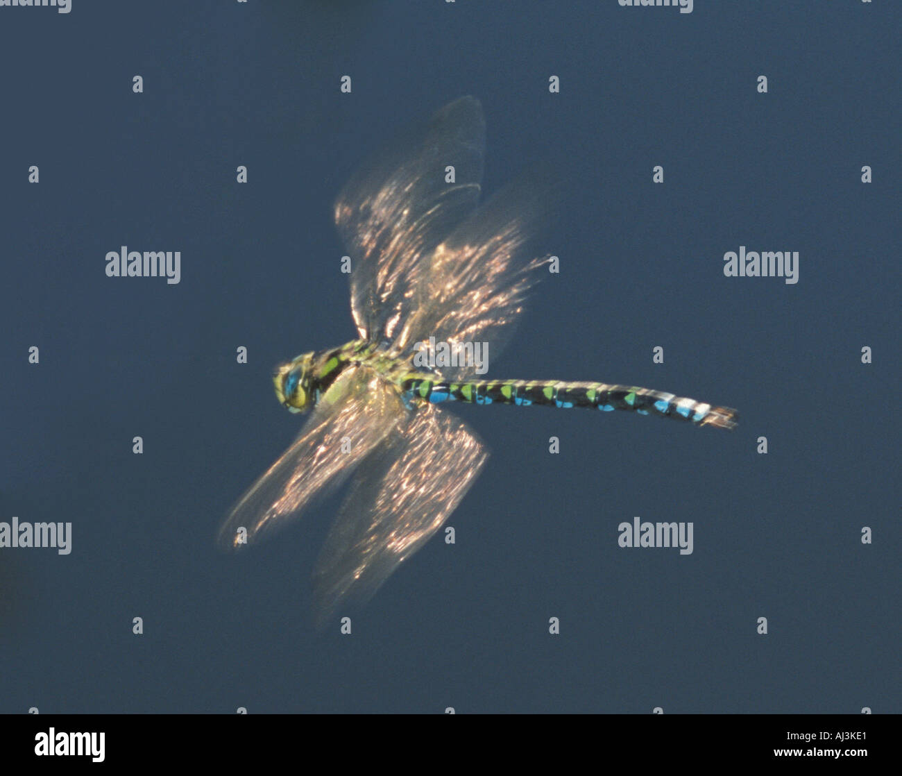 Emperor dragonfly flying hi-res stock photography and images - Alamy