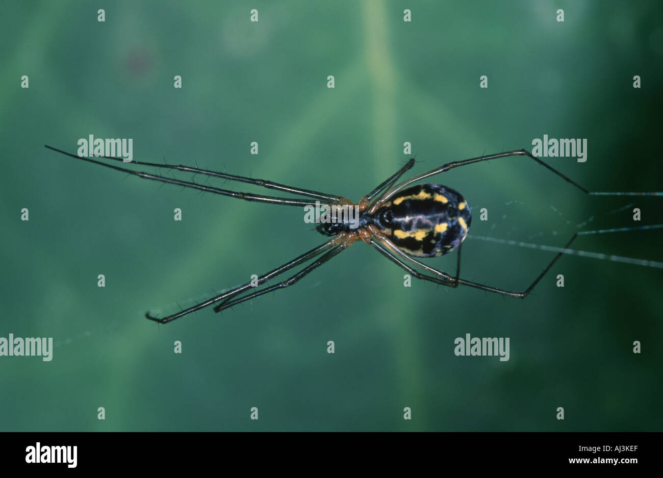 Linyphidae hi-res stock photography and images - Alamy