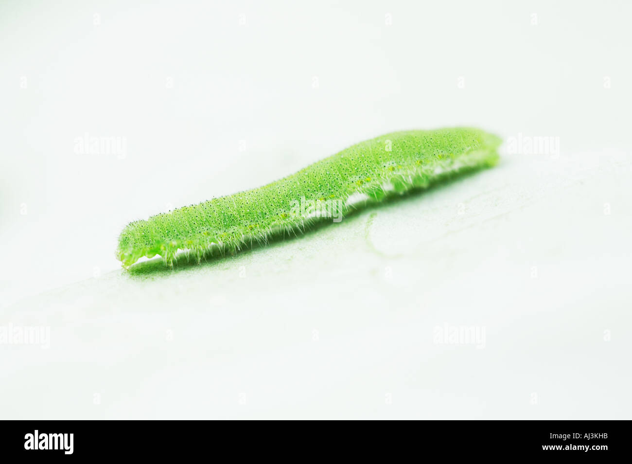 Green caterpillar hi-res stock photography and images - Alamy