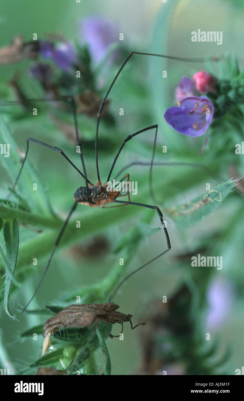 Opiliones spp hi-res stock photography and images - Alamy