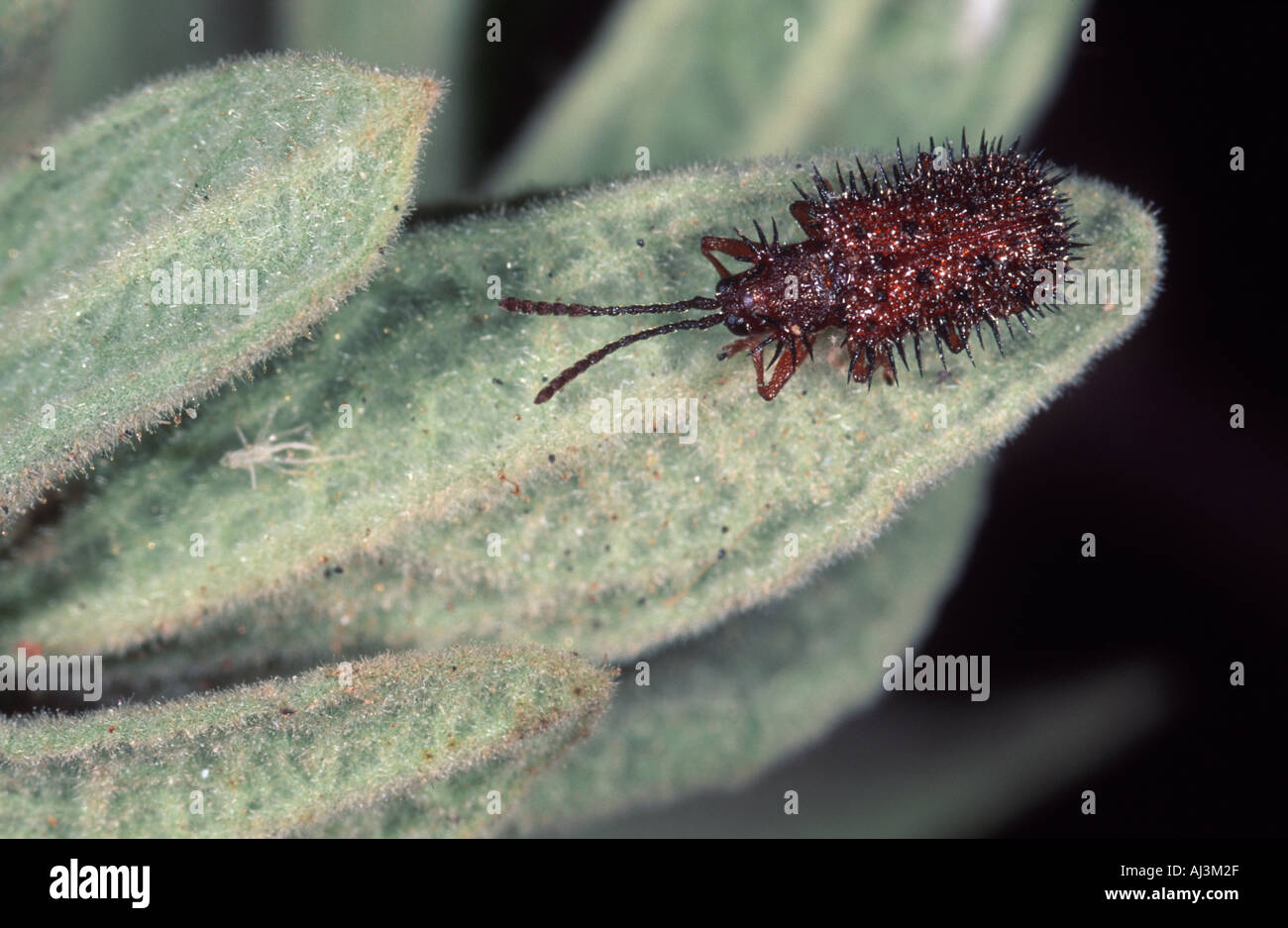 Insect cuticle hi-res stock photography and images - Alamy
