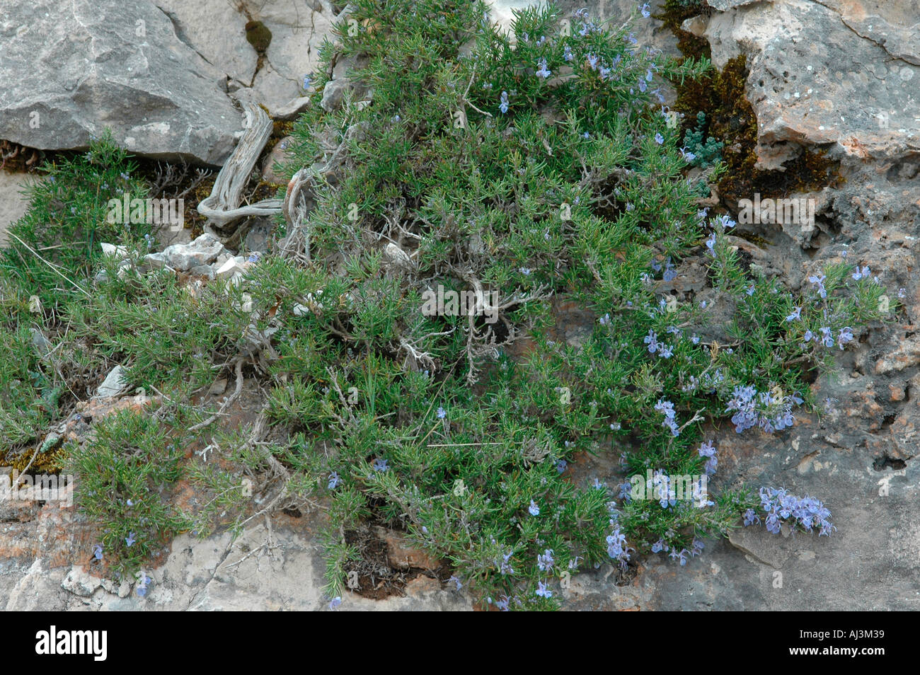 Prostratus rosemary hi-res stock photography and images - Alamy