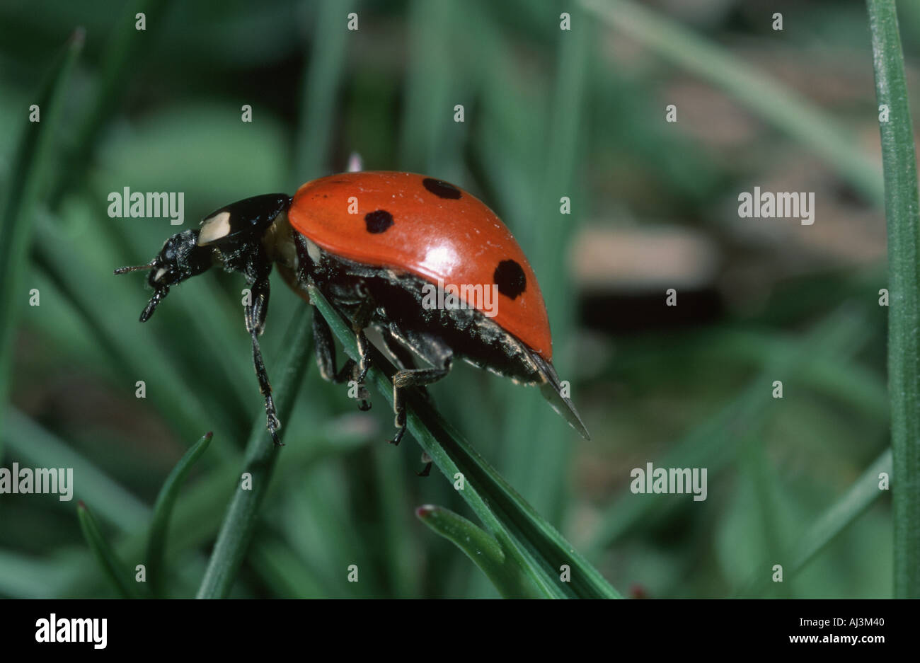 Ladybug Coccinella septempunctata Coleoptera Coccinellidae Stock Photo ...