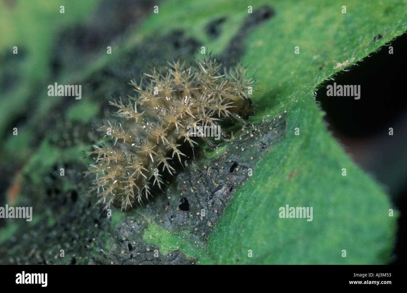 Spiny strange beetle larva on green leaf Stock Photo - Alamy