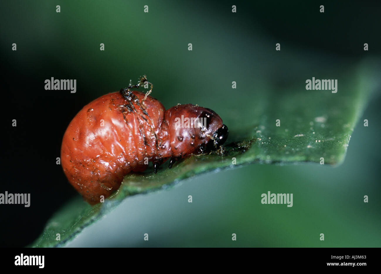 Beetle larva feces hi-res stock photography and images - Alamy