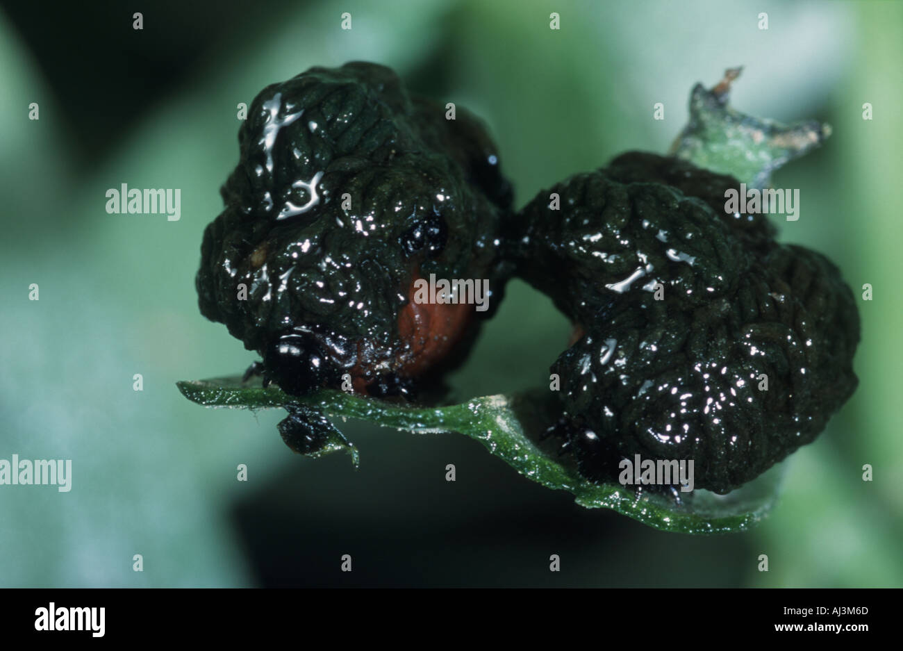 Lilioceris lilii Coleoptera Chrysomelidae Larva feeding on host plant ...